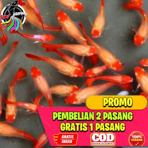 Jual Ikan Hias Sepasang Guppy Albino Koi - KOI RED EAR - Kab. Tulungagung - UPY GUPPY.ID | Tokopedia