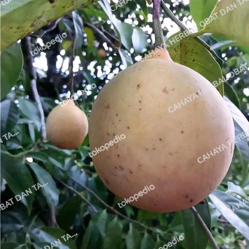 Jual Buah Pala Segar Utuh Bulat Besar per 1 kg - Kab. Bogor - CAHAYA ...
