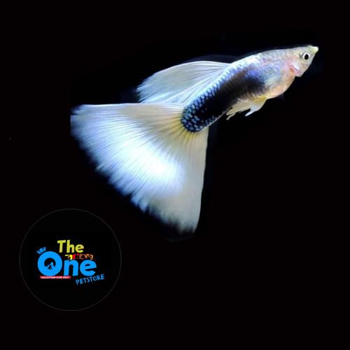 Jual Ikan Guppy HB PASTEL Ikan Hias Aquascape - Kota Makassar - the one petstore | Tokopedia