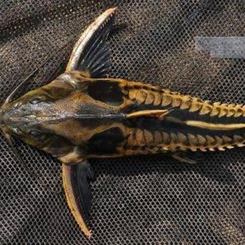 Jual Megalodoras irwini catfish 7-9cm - Jakarta Selatan ...