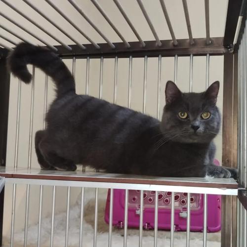 Jual kucing british shorthair blue - Kota Bekasi - SHAM PETS | Tokopedia