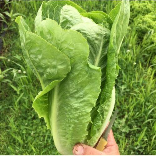 Jual Seed Biji Benih Tanaman Sayur Selada Slada Hijau 50PCS Super ...