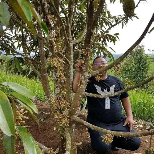 Jual Bibit durian musaking uk 1 meter unggul - Kab. Kediri - wijaya ...