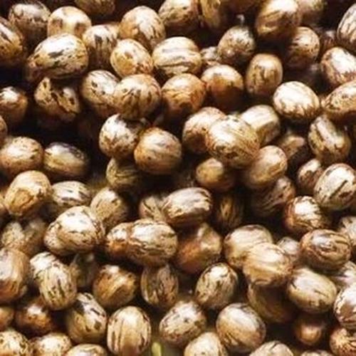 Jual biji buah biji karet getah 1kg - Kab. Cianjur - PELANZS | Tokopedia