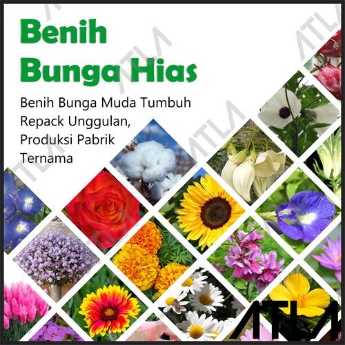Jual Benih Bunga Hias Bibit Tanaman Biji Flower Seed Cantik Unggul ...