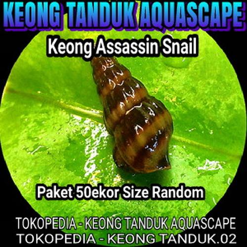 Promo keong assassin snail pembersih keong hama aquascape paket 50ekor ...