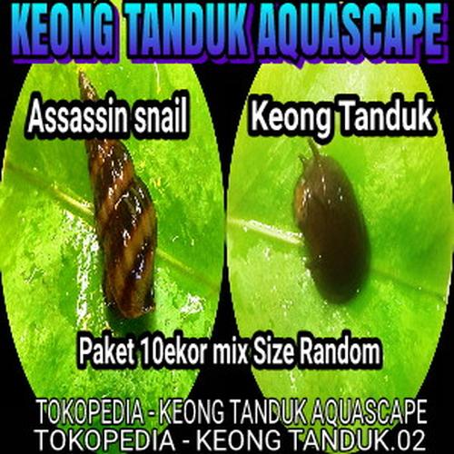 Promo keong hias aquascape 10ekor mix keong assassin keong tanduk ...