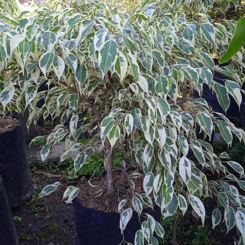 Jual Pohon Beringin Variegata - Kab. Bandung Barat - Anza Garden ...