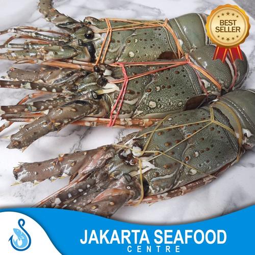Jual Lobster Segar 1kg 4-5 Ekor / Lobster Pakistan Besar / Lobster ...