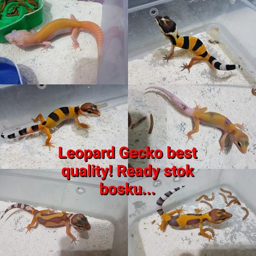 Promo leopard gecko pilih sendiri edisi Tangerine - sunglow bell - Kab ...