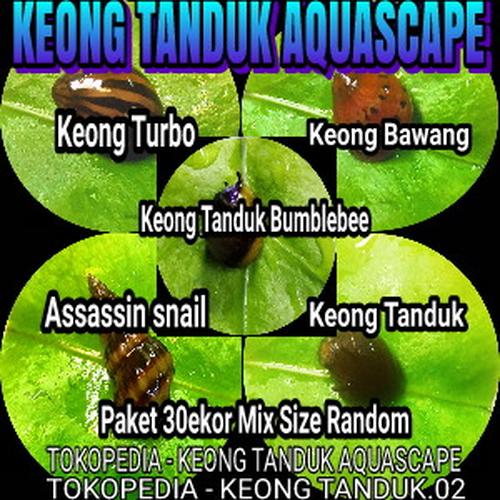 Promo Paket 30 Mix Keong Turbo Bumblebee Assassin Bawang Keong Tanduk ...