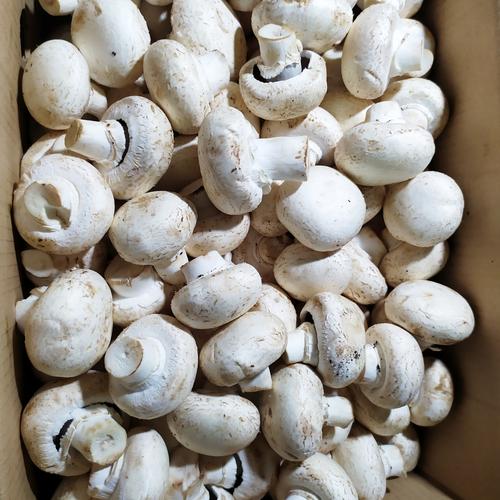 Jual Jamur Kancing/champignon - Jakarta Pusat - Paksayur10 | Tokopedia