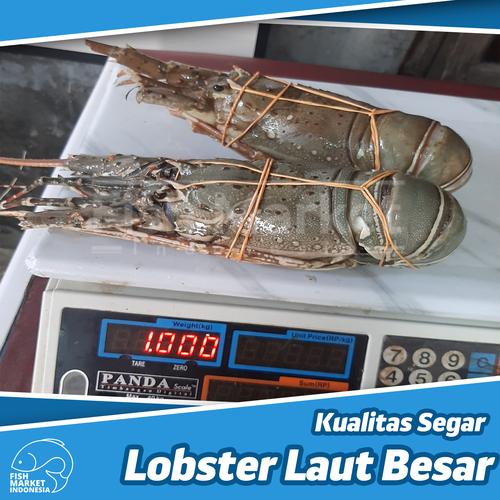 Jual Lobster Laut Besar 1 kg isi 2-4 ekor/Lobster Laut/Lobster - 500 ...