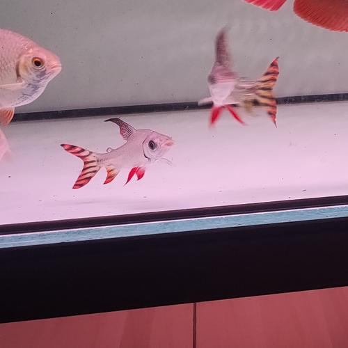 Jual ikan red feifeng 2 ekor - Kota Bekasi - Ade_putra | Tokopedia