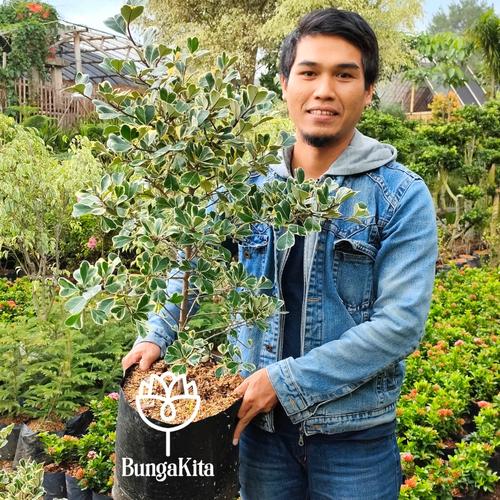 Jual Tanaman Hias FICUS TRIANGULARIS VARIEGATA - Kab. Bandung Barat ...