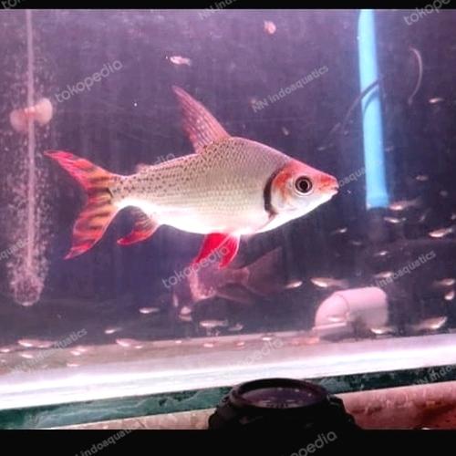 Jual Tankmate sultan,American Red Flagtail/Red feifeng - (4-6cm) - Kota ...
