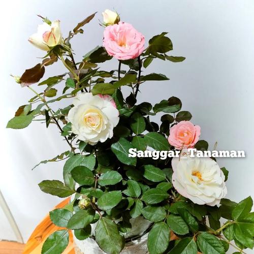Jual TANAMAN HIAS BUNGA MAWAR + POT PUTIH 30CM 2 WARNA BUNGA MIX ...