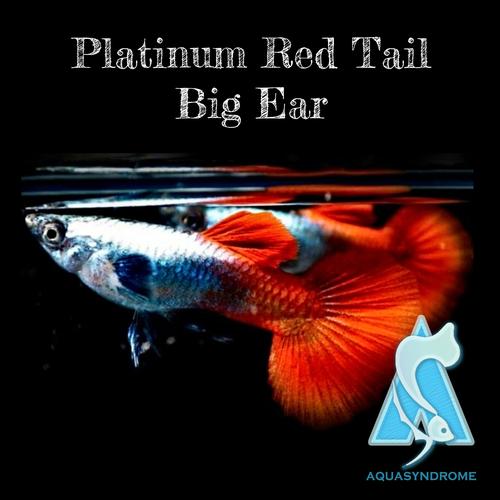 Jual Ikan Guppy Platinum Red Tail Dumbo Ear PRTDE Ikan Hias Air Tawar - Male - Jakarta Barat ...