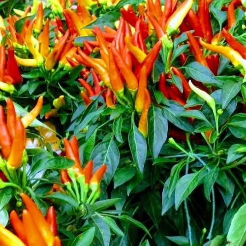 Jual Bibit Tanaman Cabe Rawit setan Super pedas - Kab. Kediri - Rumah ...