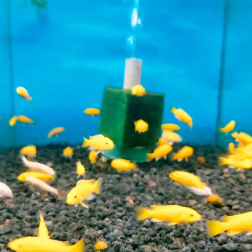 Jual ikan lemon cichlid - Kota Bandung - istana aquarium bandung ...