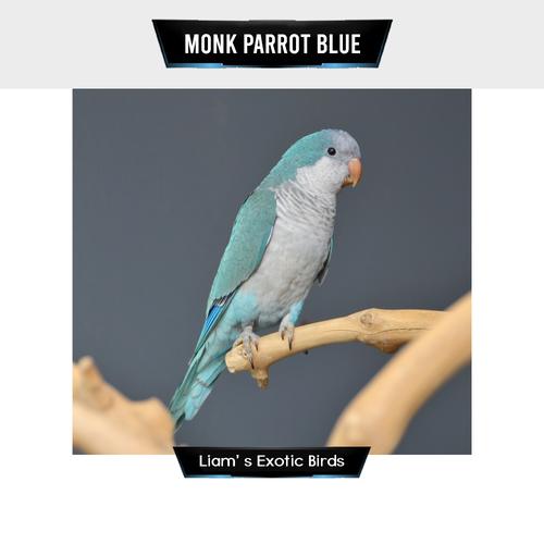 Jual Burung Monk Parrot Blue Pilihan - Jakarta Timur - LiamExoticBird ...