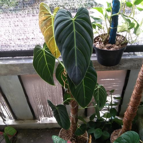 Jual tanaman hias melano melanocrysum melano daun lebar - Kab. Bogor ...