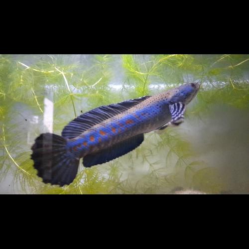 Jual ikan channa blue pulchra /channa blue pulchra 2-3 cm - Kab ...