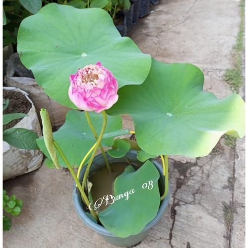 Jual Tanaman hias air BUNGA LOTUS - Jakarta Utara - BUNGA TRISNA ...