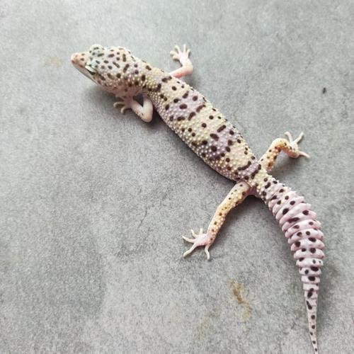 Jual Leopard Gecko, Tug Snow ph Raptor - Kota Bogor - Yasmine Gecko ...