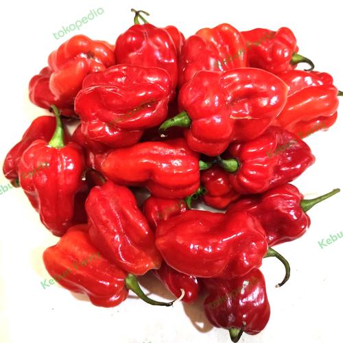 Jual Benih Cabe Toraja Cabai Katokkon Asli Pedas - Kab. Bekasi - Kebun ...