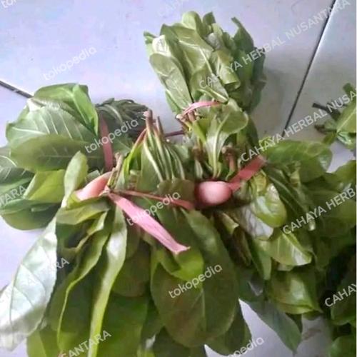 Jual Daun Putat Segar Daun pucuk Muda segar - Kab. Bandung - CAHAYA ...