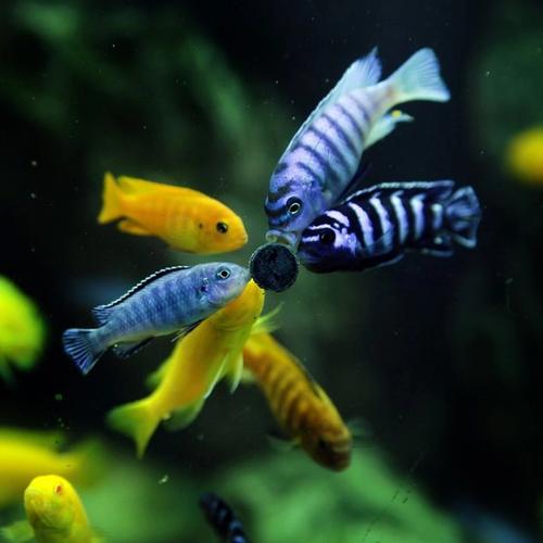 Jual mbuna (d'children cichlid) - red top hongi - Jakarta Utara - d ...
