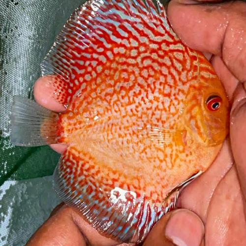 Jual ikan discus leopard snake skin 3inch - Jakarta Barat - seti@discus ...