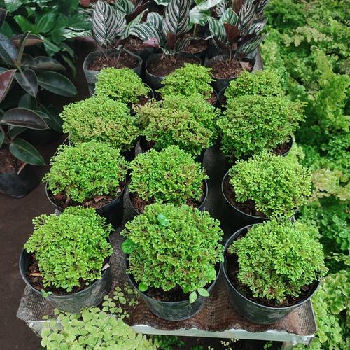 Jual tanaman hias lumut ambon moss ambon - Kab. Bogor - beautiful plant ...