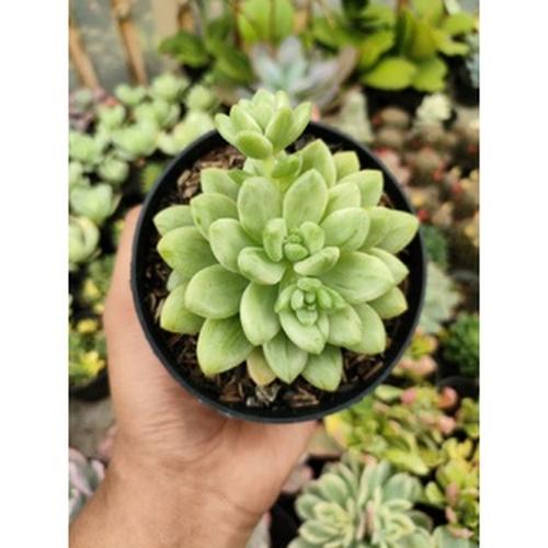 Jual Echeveria Opalina Bunga Kaktus Cactus Gurun Tanaman Hias Halaman ...