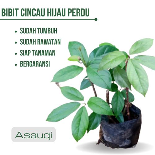 Jual Bibit Cincau Hijau Perdu | Cincau Pohon | Sudah Tumbuh - Polibag ...