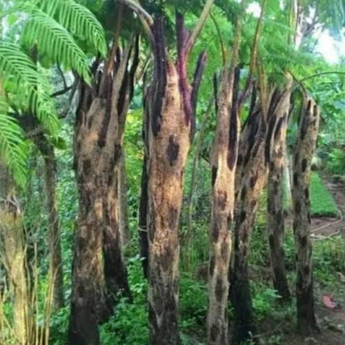 Jual Pohon pakis monyet/pakis tiang dewsa - Kab. Pangandaran - kebun ...