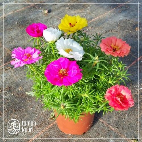 Jual Tanaman Hias Sutra Bombay Bunga portulaka krokot portulaca alur ...