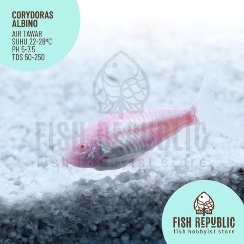 Jual Corydoras Albino Aeneus Algae Eater Aquascape Ikan Hias Air Tawar ...