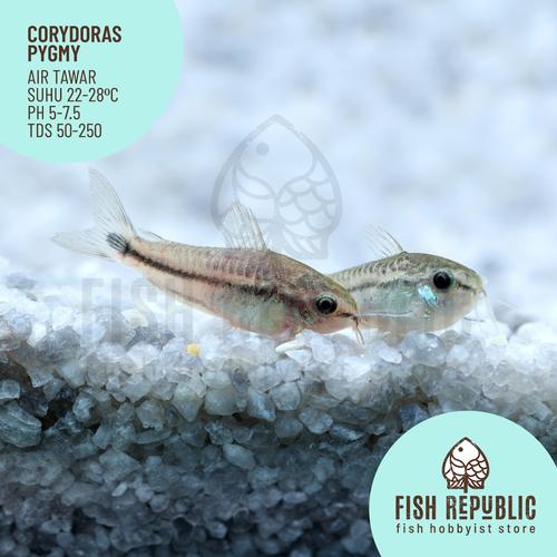 Jual Corydoras Pygmy Pymaeus Algae Eater Aquascape Ikan Hias Air Tawar ...