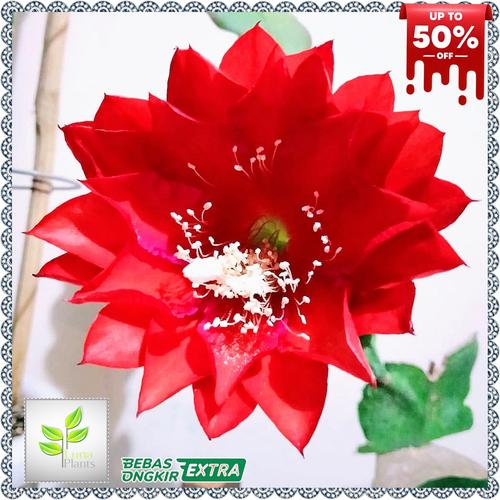 Jual bunga wijaya kusuma red queen - tanaman hias wijaya kusuma ...