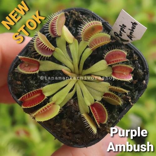 Jual Venus Flytrap Purple Ambush Tanaman Karnivora (Tanaman Hias ...