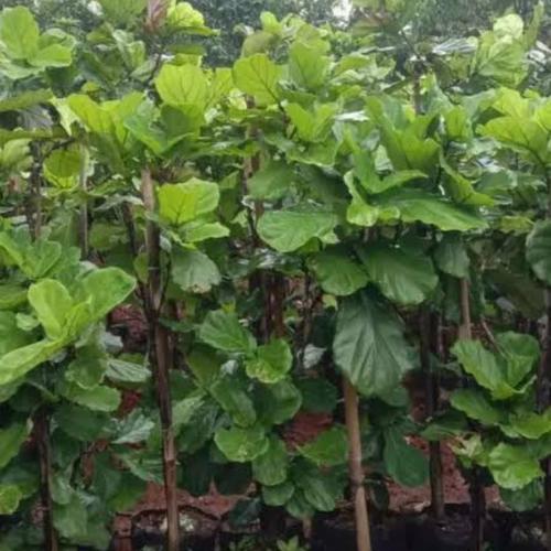 Jual pohon Ketapang biola - Kab. Bogor - taman bunga serasi | Tokopedia