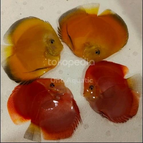 Jual ikan discus Hb 4 inc discus red melon Hb 4 inc discus yellow Hb 4 ...