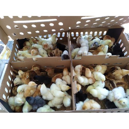 Jual Jual DOC JOPER Wilayah Jawa dan sekitarnya - Kab. Sleman - Hobi ...