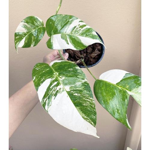 Jual Tanaman bunga epipremnum pinatum variegata - Kab. Bogor - Ape Tani ...