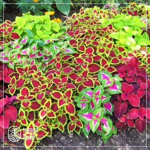 Jual Miana Tanaman Hias Hidup / Tanaman Hias Outdoor Bunga Ingler ...