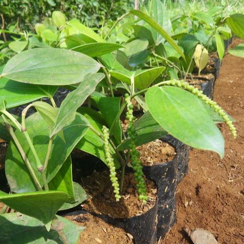 Jual Bibit Lada Perdu - Sahang Perdu - Pohon Merica Hitam - Tanaman ...