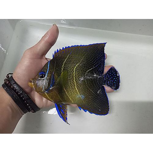 Jual Koran Angelfish / Angel Koran - Kota Bekasi - Shunyang Marine Fish ...