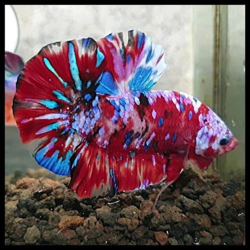 Jual Cupang giant - Cupang Giant Nemo Multicolor Bo 4-6 Termurah - Kota ...